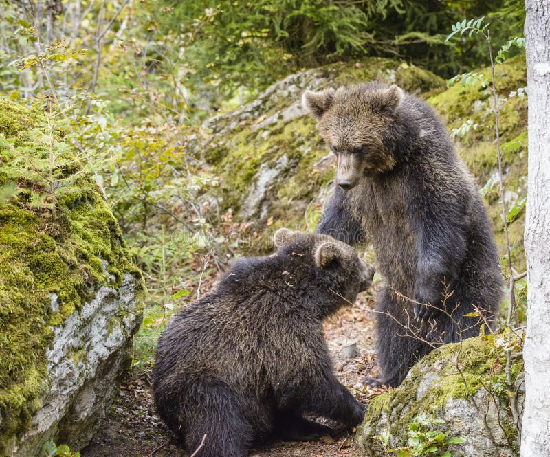 Two Brown Bear Cubs Play Fighting Stock Photo - Image of brown, mammal ...