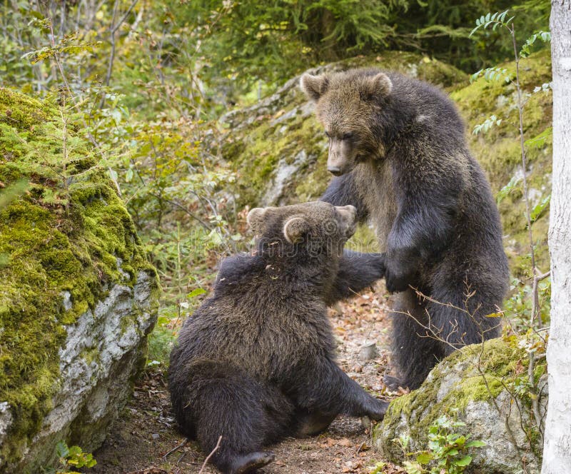 Two Brown Bear Cubs Play Fighting Stock Photo - Image of nature, laying ...