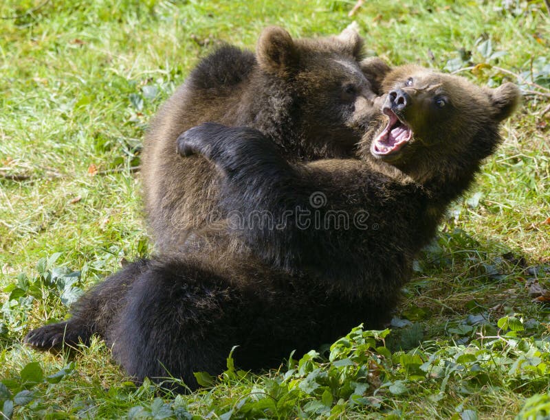 Two Brown Bear Cubs Play Fighting Stock Photo - Image of cute, finnish ...