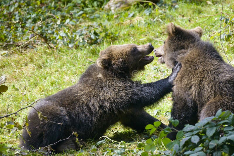 Two Brown Bear Cubs Play Fighting Stock Photo - Image of playing ...