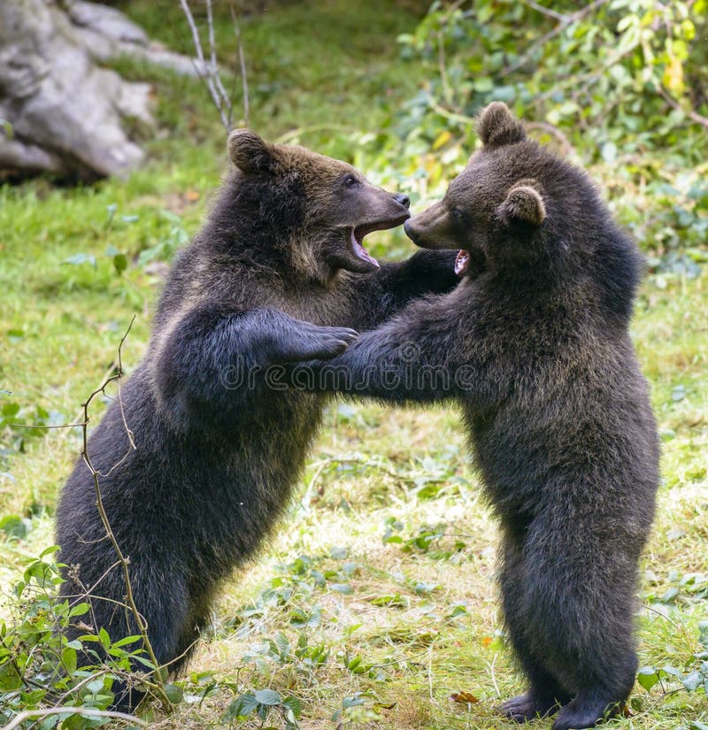 Two Brown Bear Cubs Play Fighting in Nature Stock Photo - Image of ...