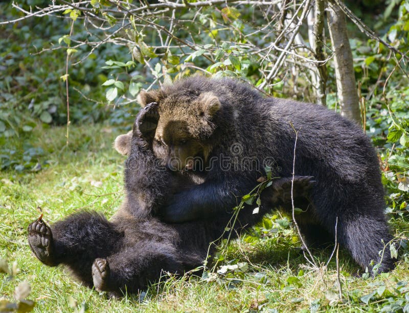 Two Brown Bear Cubs Play Fighting in Nature Stock Image - Image of ...