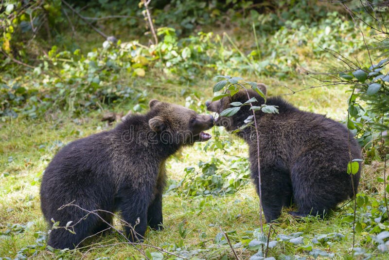 Two Brown Bear Cubs Play Fighting in Nature Stock Photo - Image of ...