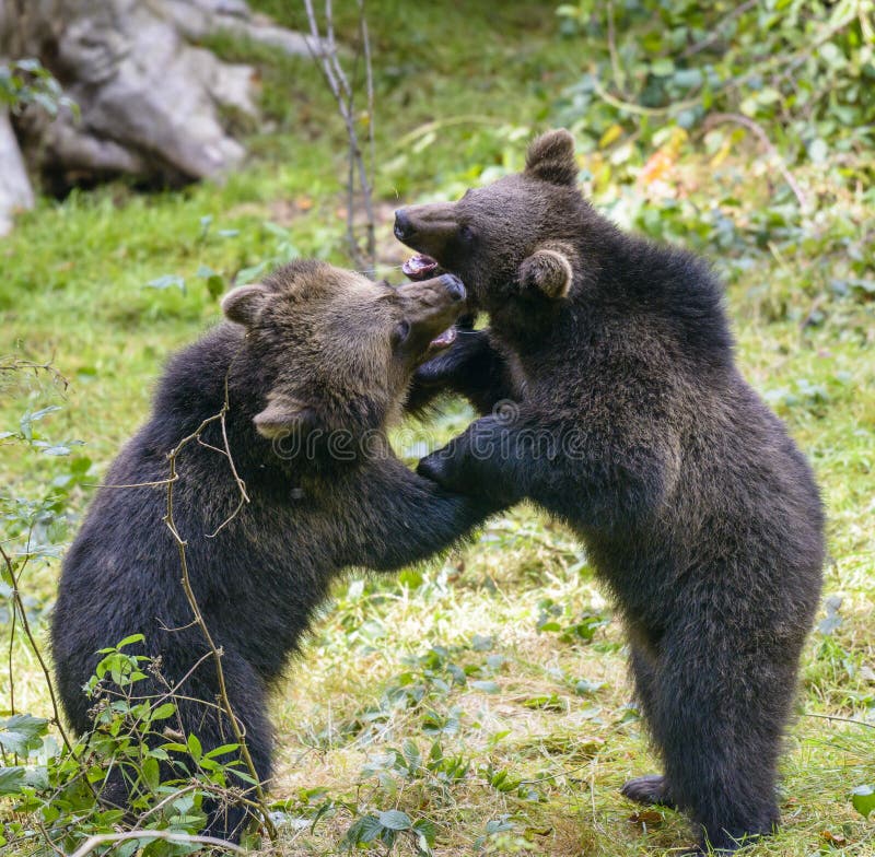Two Brown Bear Cubs Play Fighting Stock Image - Image of fauna, little ...
