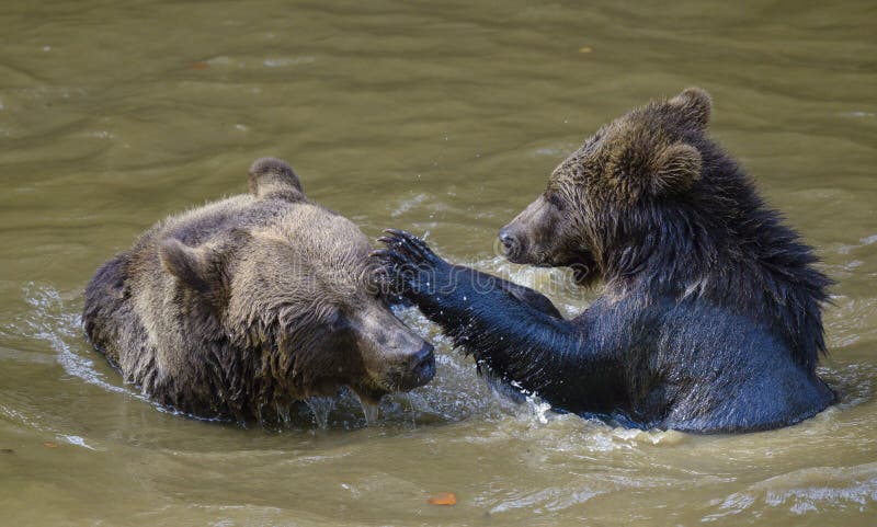 Two Brown Bear Cubs Play Fighting Stock Image - Image of nature, bear ...