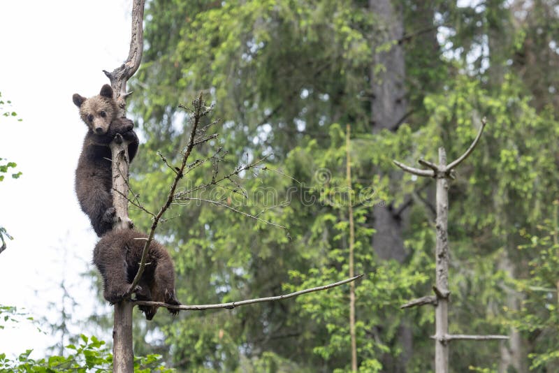 Two Brown Bear Cubs on a Tree Branch Stock Photo - Image of animal ...