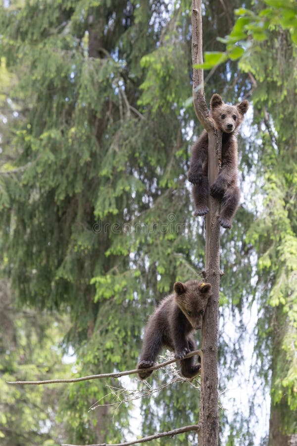 Two Brown Bear Cubs on a Tree Branch in the Summer Forest Stock Image ...