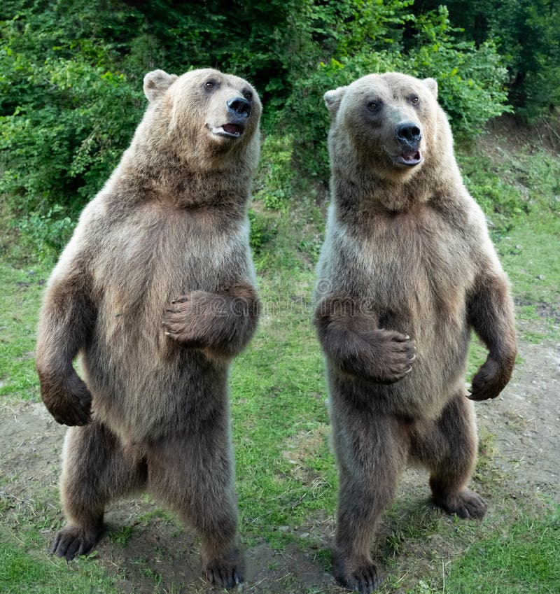 Two Brown Bear Stands in the Background of Forest Wildlife Stock Image ...