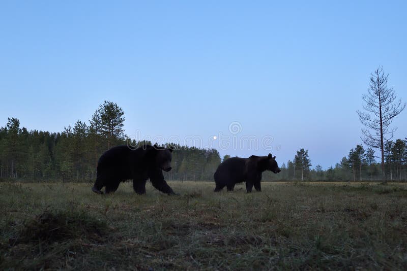 Two Brown Bear in the Wild with Full Moon in the Sky Stock Image ...