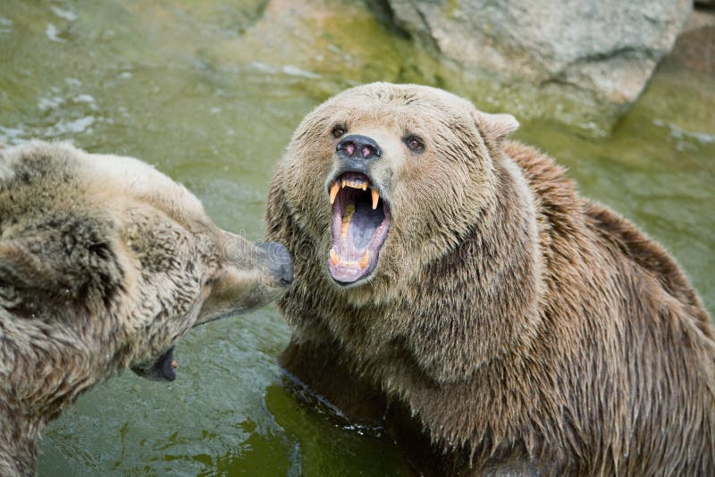 Two brown bears stock photo. Image of animal, extreme - 14153574