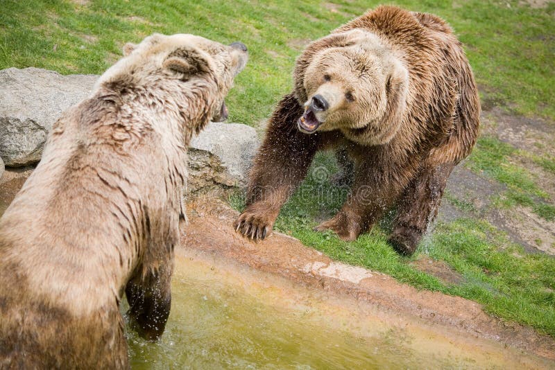 Two brown bears stock photo. Image of wildlife, animal - 14512188