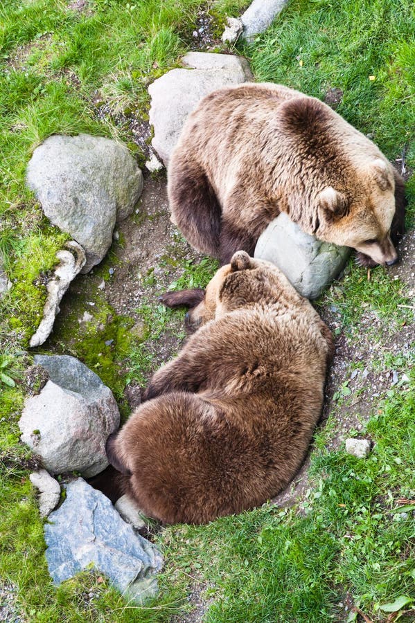 Two Raised Brown Bear Sleep on the Concrete Ground in Animal Area at ...