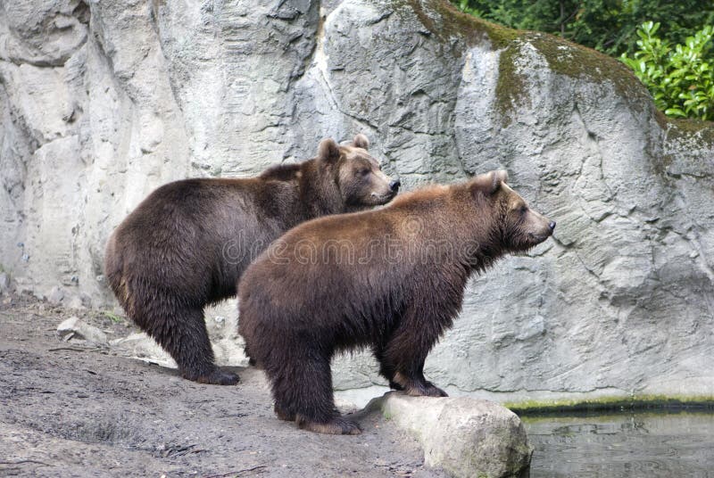 Two brown bears stock image. Image of mammal, animal - 33478475