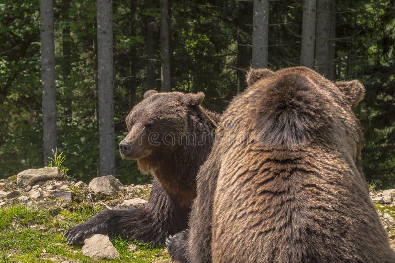 Two Brown Bears in the Forest Stock Image - Image of mammal, carnivore ...