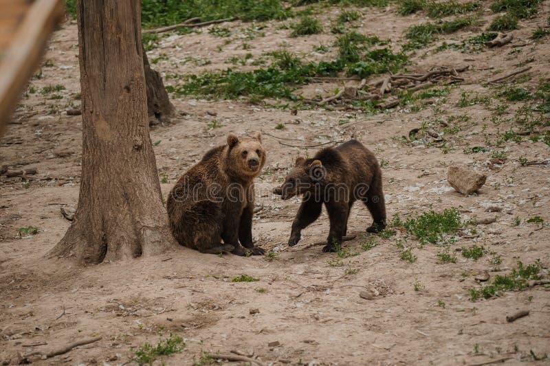 Two Brown Bears Play with Each Other in the Forest Stock Image - Image ...