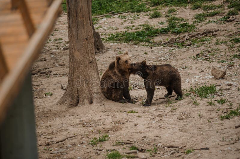 Two Brown Bears Play with Each Other in the Forest Stock Photo - Image ...
