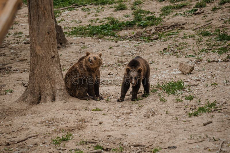 Two Brown Bears Play with Each Other in the Forest Stock Image - Image ...