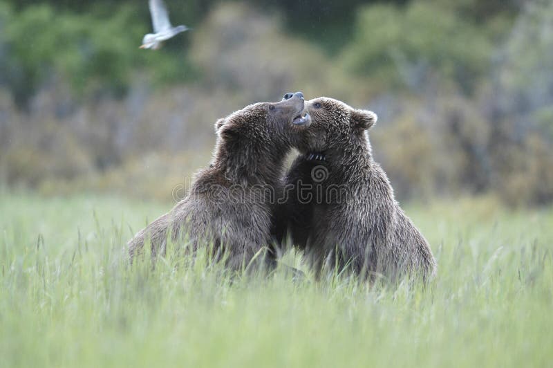 Two brown bears playing stock photo. Image of wildlife - 2059390