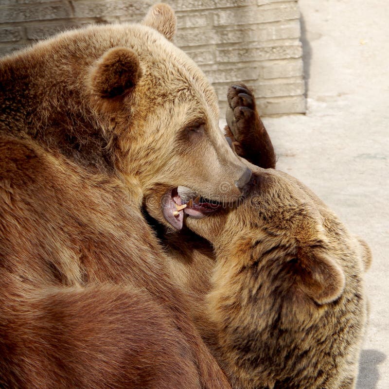 Two brown bears stock image. Image of cute, power, dangerous - 73798063