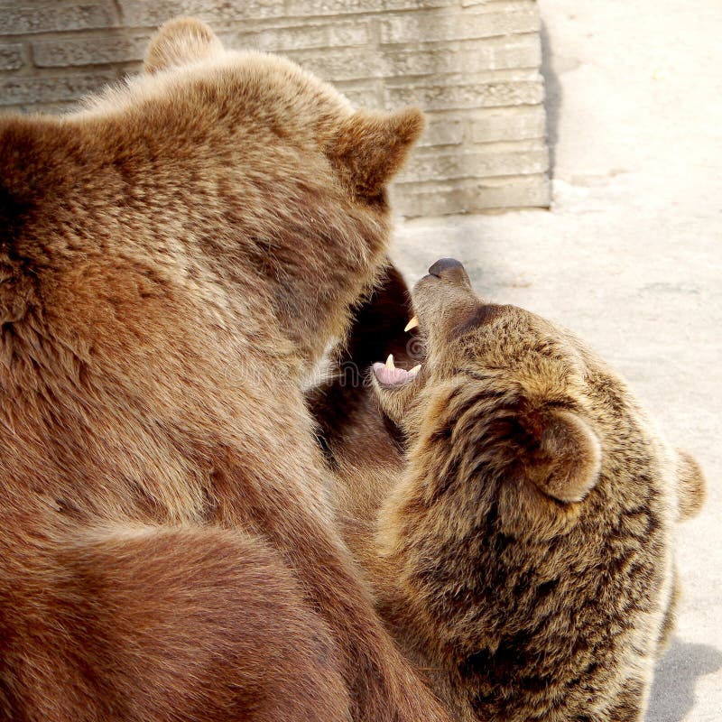 Two brown bears stock photo. Image of wild, park, furry - 74689800