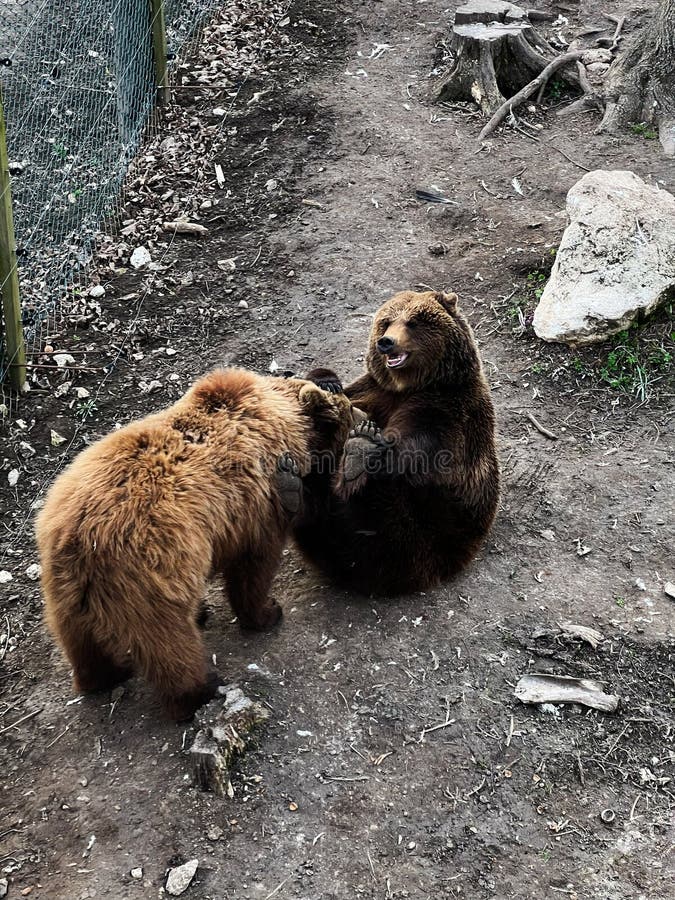 Two Brown Bears Playing and Interacting in a Natural Forest Environment ...