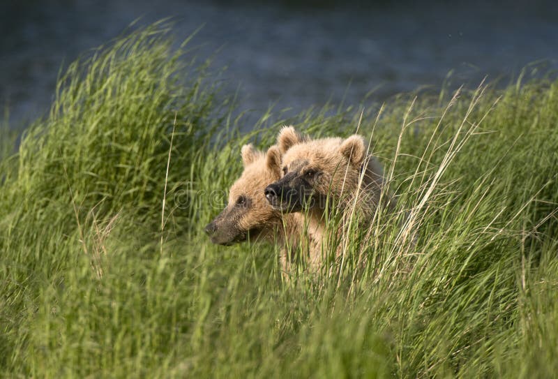 Two Brown Bears Sitting in Grass Stock Image - Image of nature, lake ...