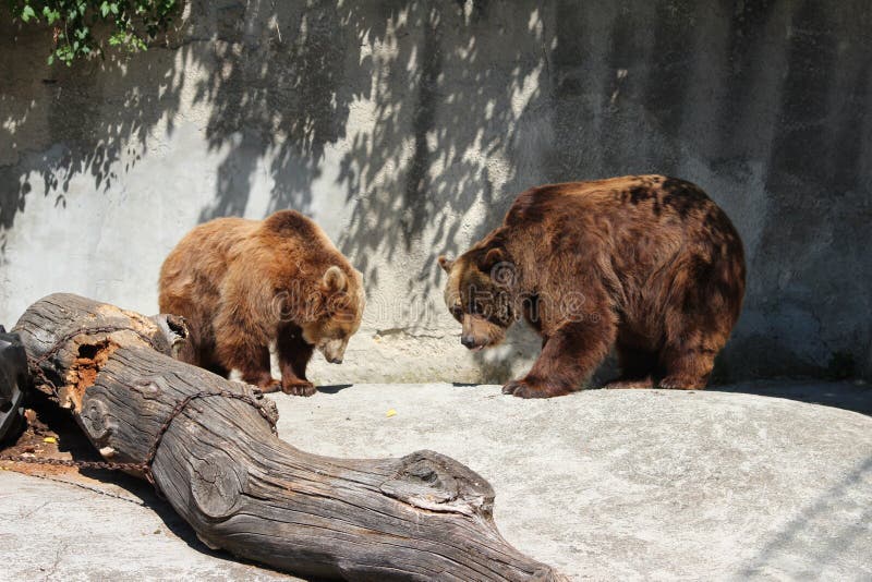 TWO BROWN BEARS stock photo. Image of chops, brown, bear - 32978572