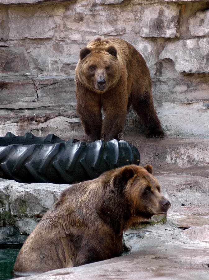 Warsaw Zoo editorial stock image. Image of back, backyard - 16393544