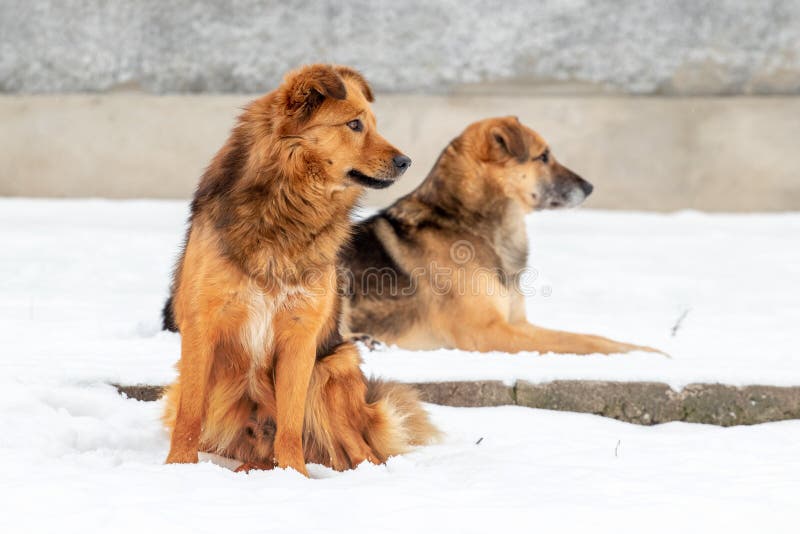 Two Brown Big Dogs in the Winter in the Snow, the Dogs Guard the Farm ...