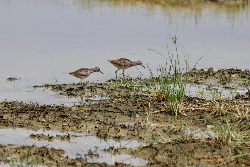 Two Brown Birds Finding Food in the Swamp Stock Photo - Image of ...