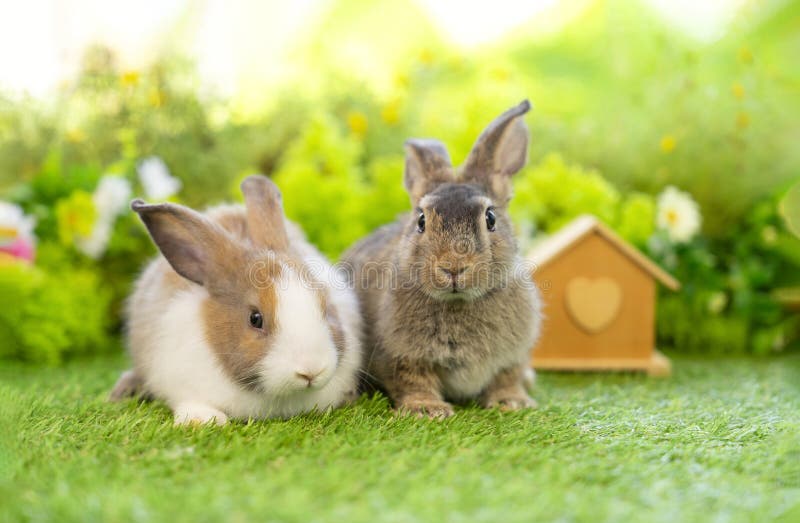 Two Brown Bunny Sitting on Grasses, Young Cute Rabbit in Nature Stock ...