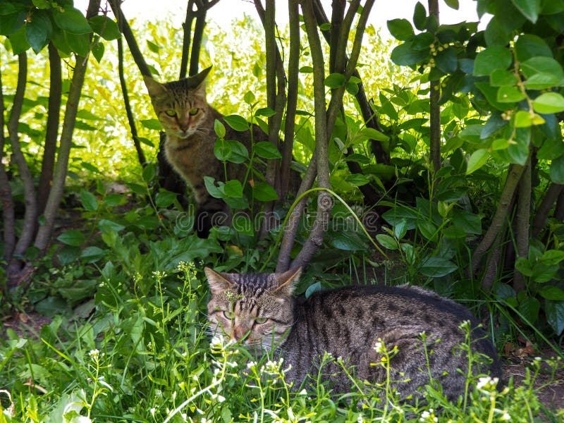 Two Brown Cats with the Green Eyes in the Green Grass, One is Sitting ...