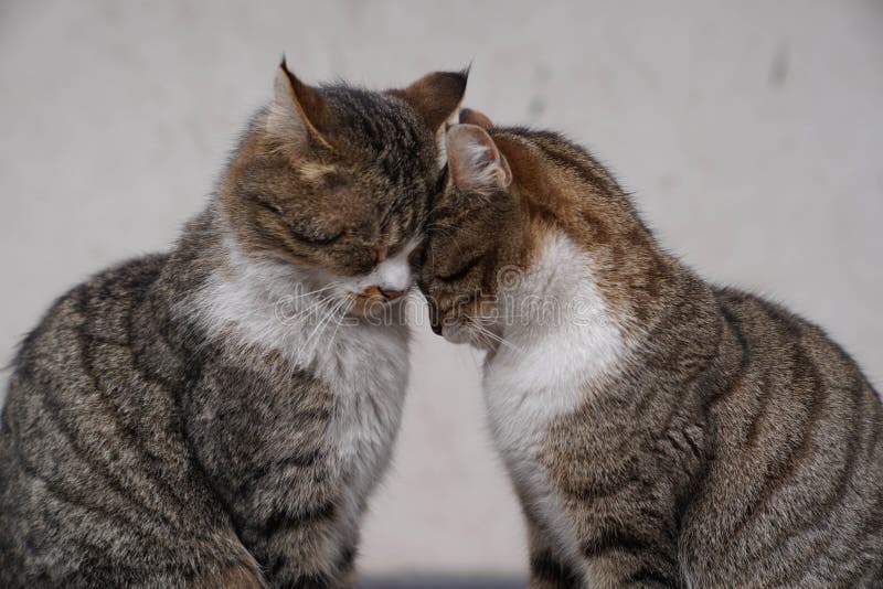 Two Brown Cats Sitting and Snuggling Each Other Stock Photo - Image of ...
