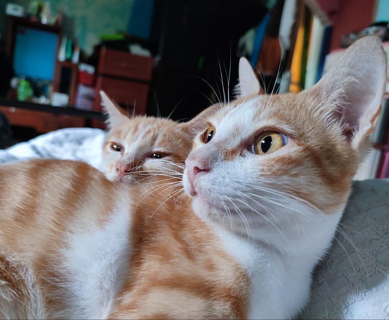 Two Brown Cats Together in Bed Stock Image - Image of together, cats ...