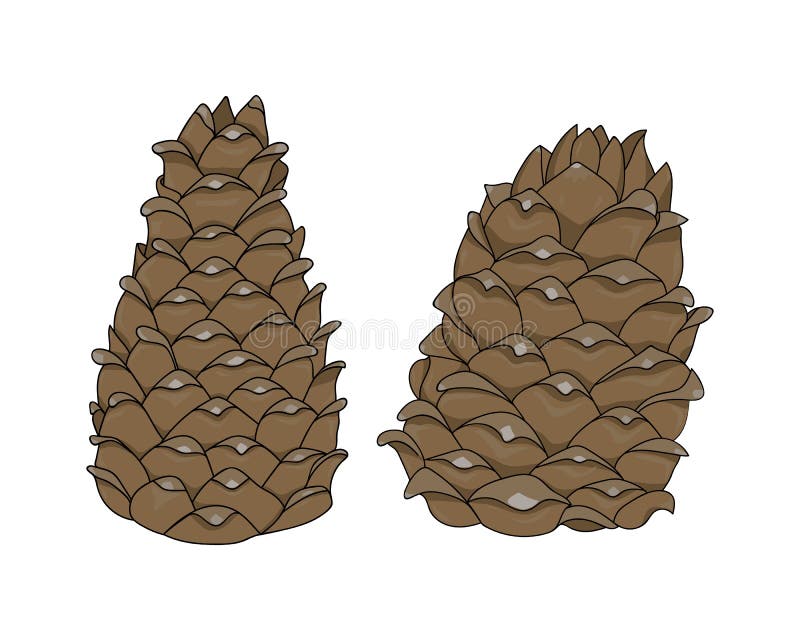 Two Brown Cedar Cones. Cartoon Style. Nature Design Element. Hand ...