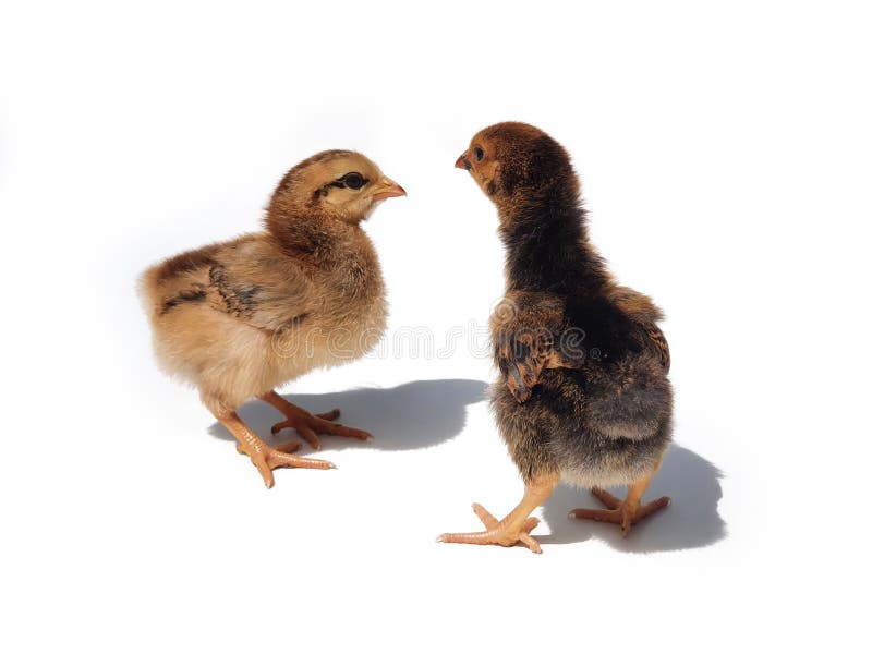 133 Rooster Isolated Shadow Stock Photos - Free & Royalty-Free Stock ...