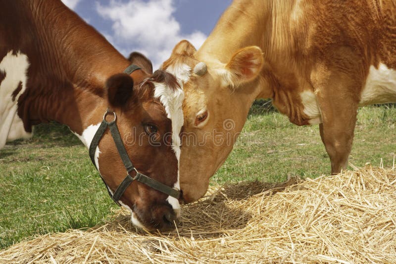 Two Brown Cows Eating Hay in Field Stock Photo - Image of animals ...