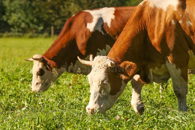 Two Brown Cows Grazing on Meadow. Organic Cattle Breeding Stock Image ...