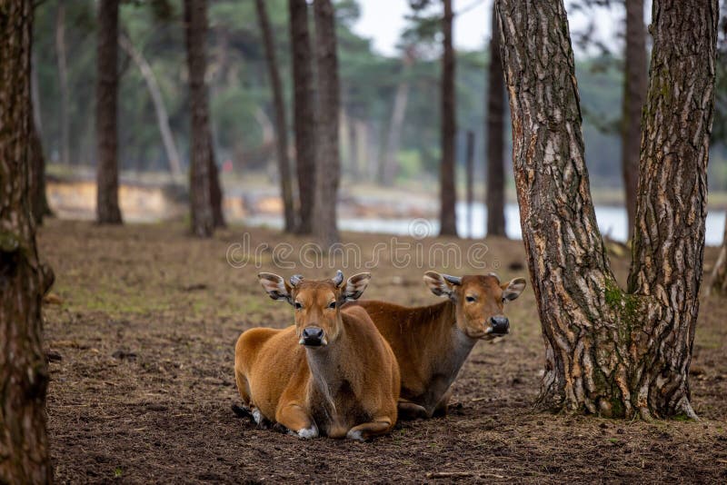 Two Brown Cows Laying Next To Some Trees in the Woods Stock Photo ...