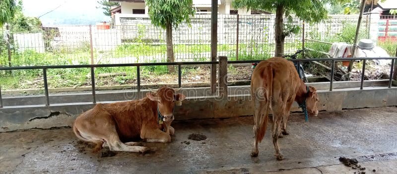 Two Brown Cows on Local Farmer Stock Photo - Image of farmer, goats ...