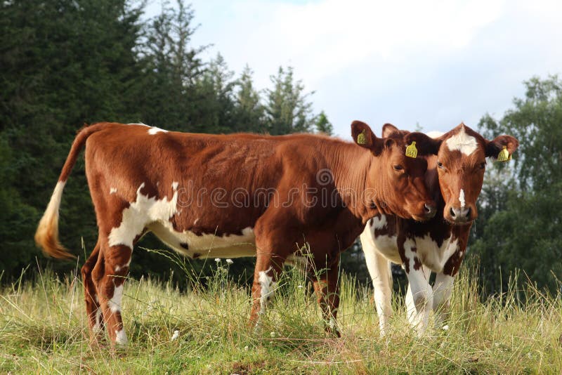 Two Brown Cows in Norway Countryside Editorial Photography - Image of ...