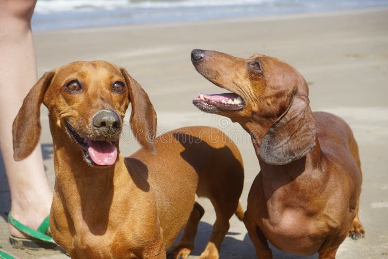 Two Brown Dachshund Picture. Image: 114892642