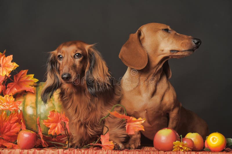 Two dachshunds stock image. Image of obedient, portrait - 26498759