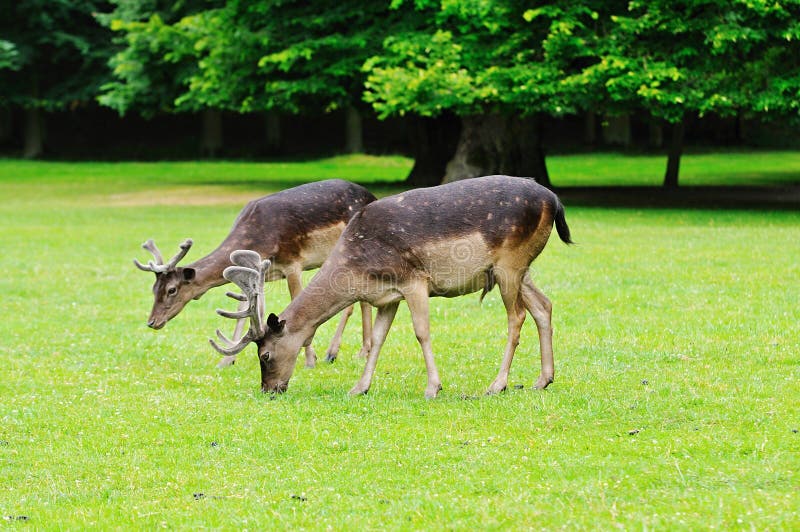 Two brown deer stock image. Image of dama, natural, meadow - 42275499