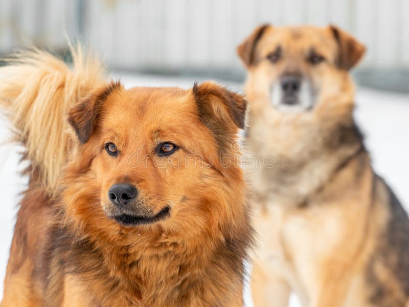 Two Brown Dogs in the Winter in the Snow Stock Image - Image of ...