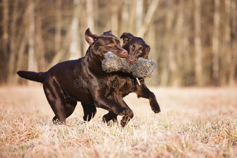 Two Brown Dogs Running Outdoors Stock Image - Image of chocolate, head ...