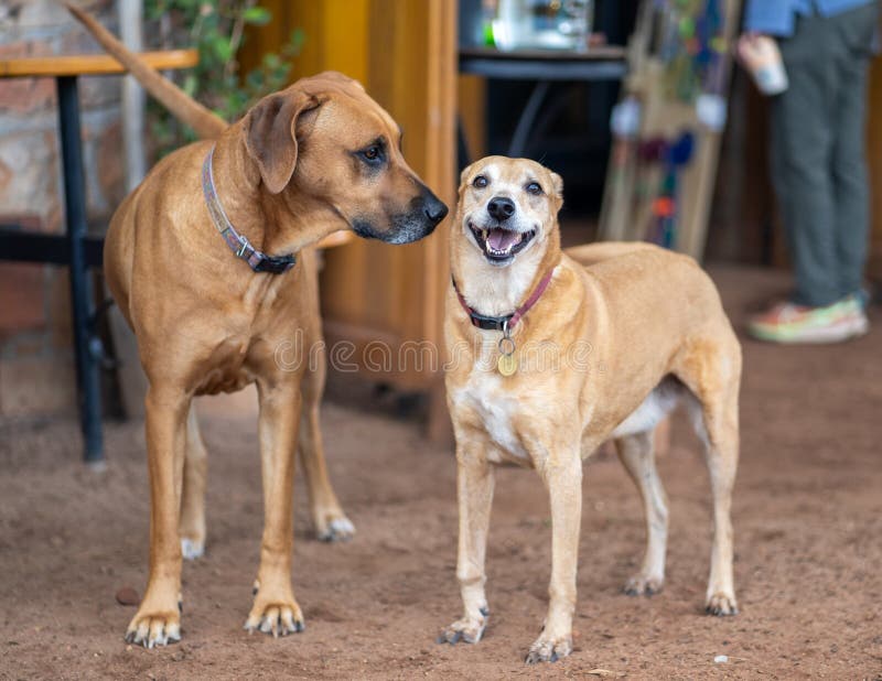 Two Brown Dogs Standing Side by Side on the Dusty Ground Stock Photo ...
