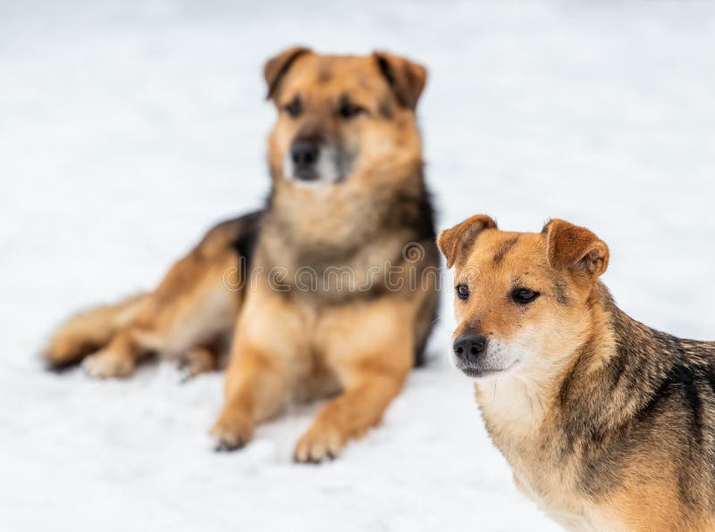 Two Brown Dogs in the Winter in the Snow Stock Image - Image of ...