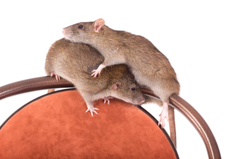 Two brown domestic rat stock photo. Image of portrait - 79873536