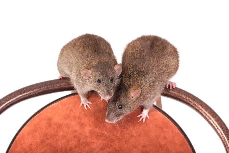 Domestic Rat Sitting Stock Photos - Download 1,693 Royalty Free Photos